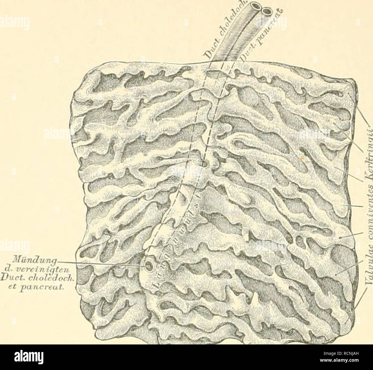 Intestinum duodenum hi-res stock photography and images - Alamy