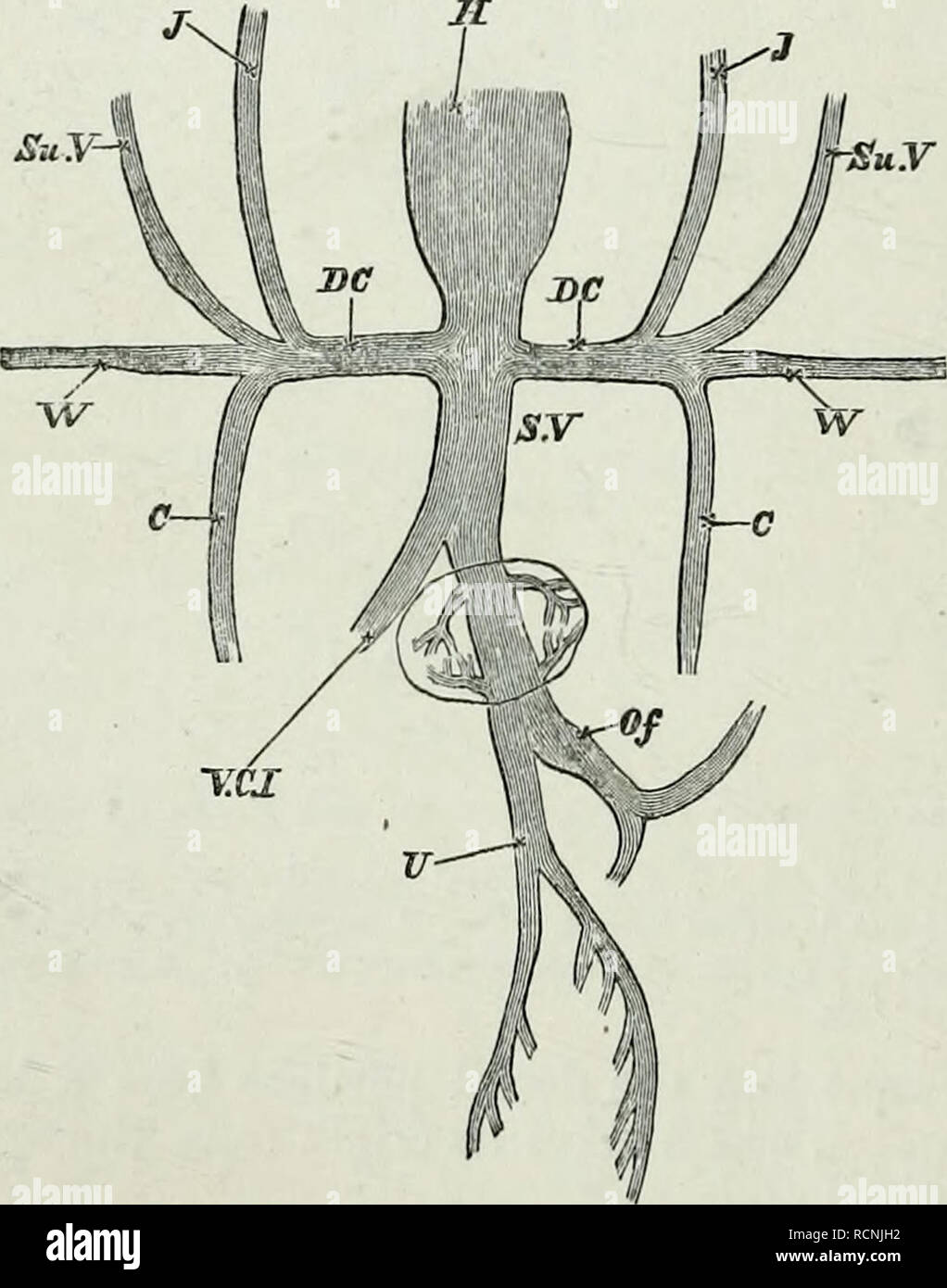 Sinus Venosus Embryology