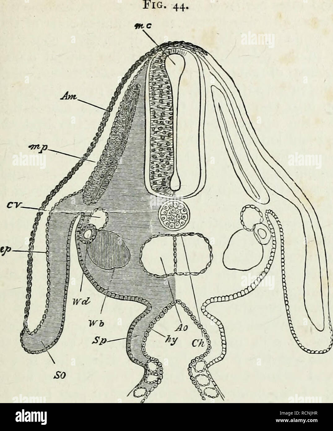 . The elements of Embryology,. v.] THE MUSCLE-PLATES. 135. Section ...