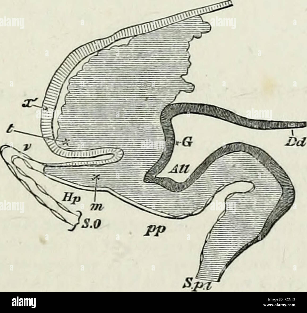 Hea and tail hi-res stock photography and images - Alamy
