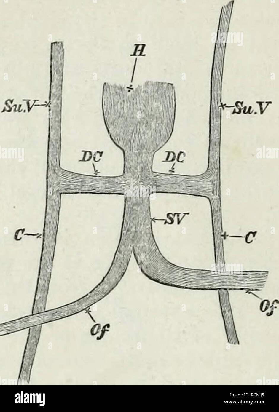 . The elements of Embryology,. 124 THE THIRD DAY. Fig. 39. B. [chap ...