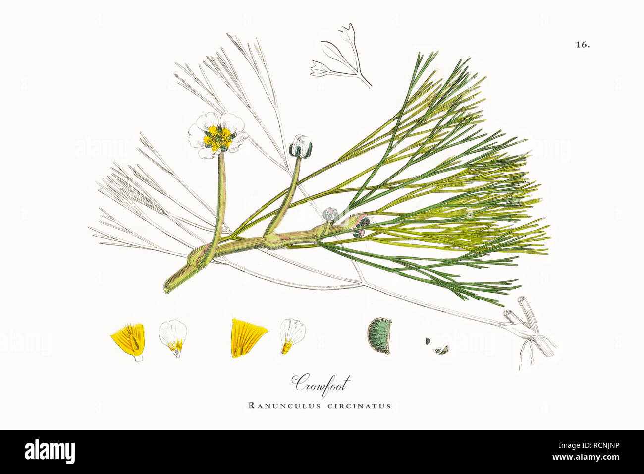 Antique Hand-Colored Victorian Botanical Illustration, Circa 1863 Stock ...