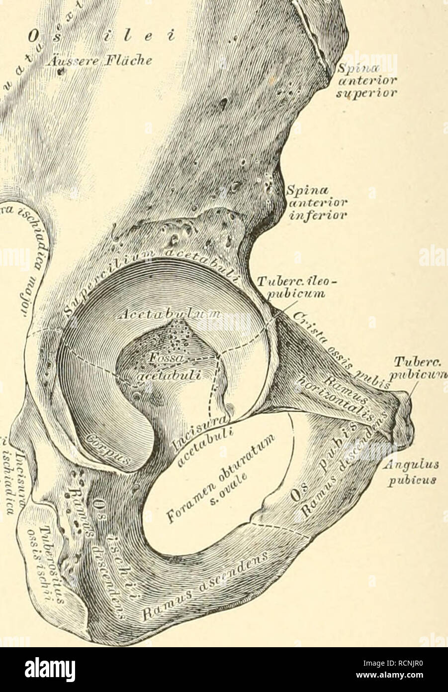 Sitzbein anatomie hi-res stock photography and images - Alamy