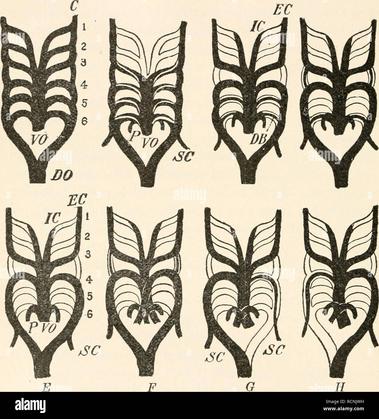 Fish gills diagram hi-res stock photography and images - Alamy