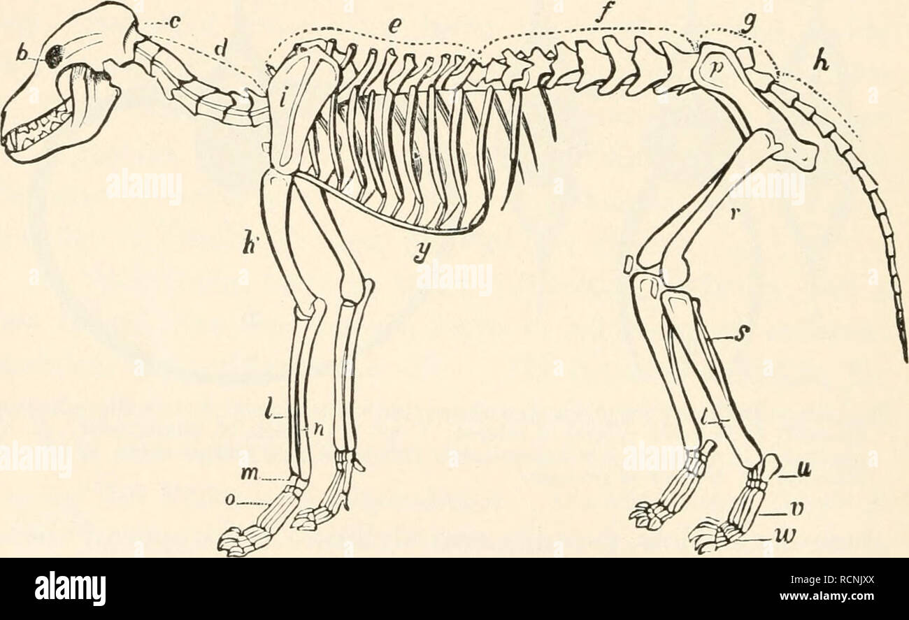 Vertebral column fish hi-res stock photography and images - Alamy