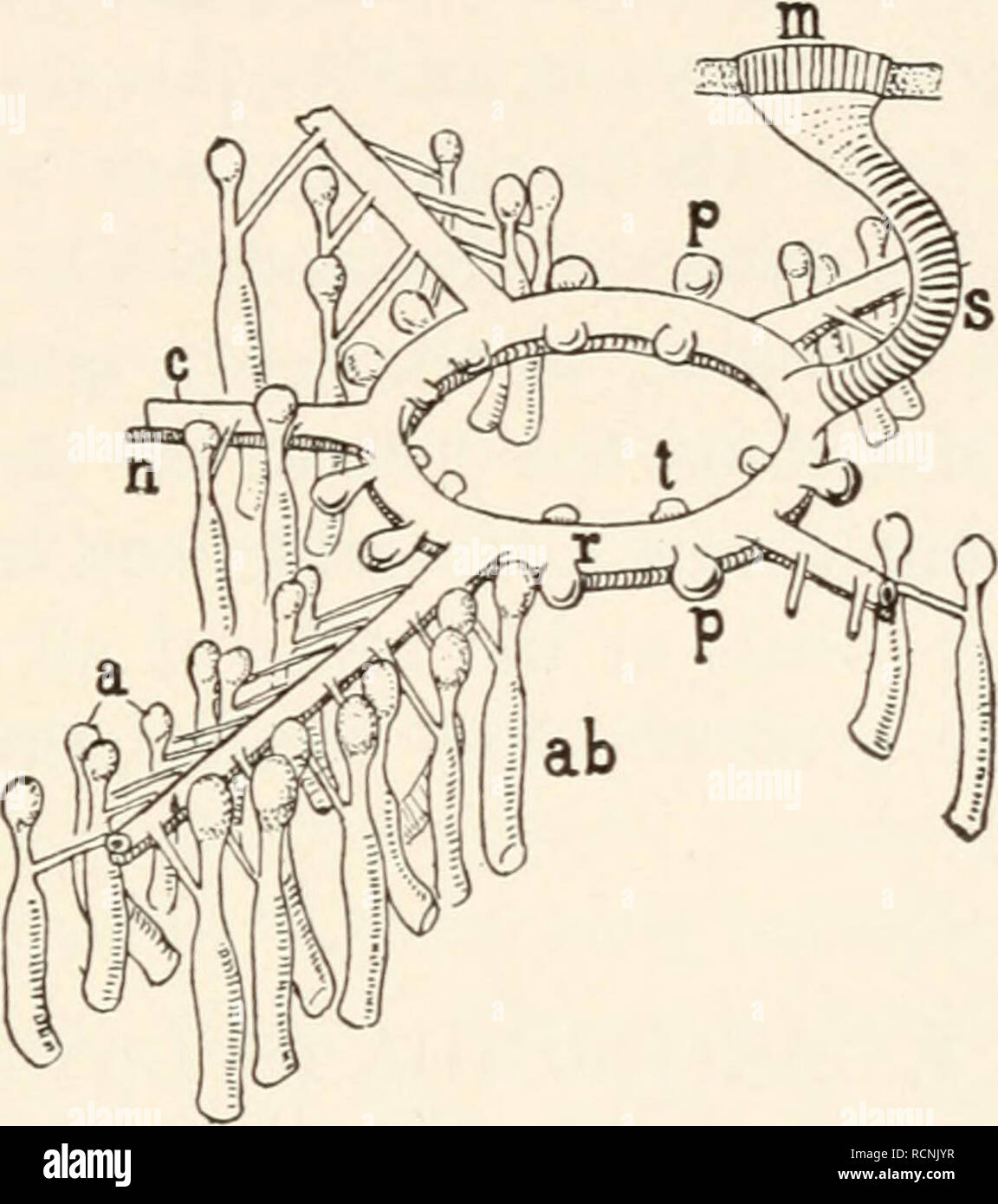 Serve various functions hi-res stock photography and images - Alamy