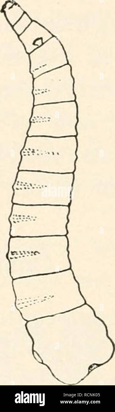 Bot fly larvae hi-res stock photography and images - Alamy