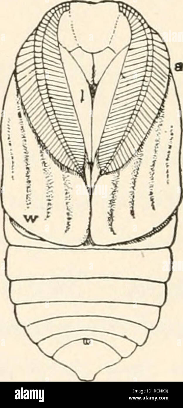 Gold chrysalides hi-res stock photography and images - Alamy