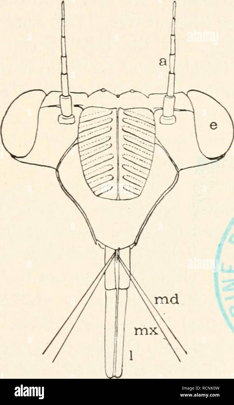 Bug with piercing mouth hi-res stock photography and images - Alamy