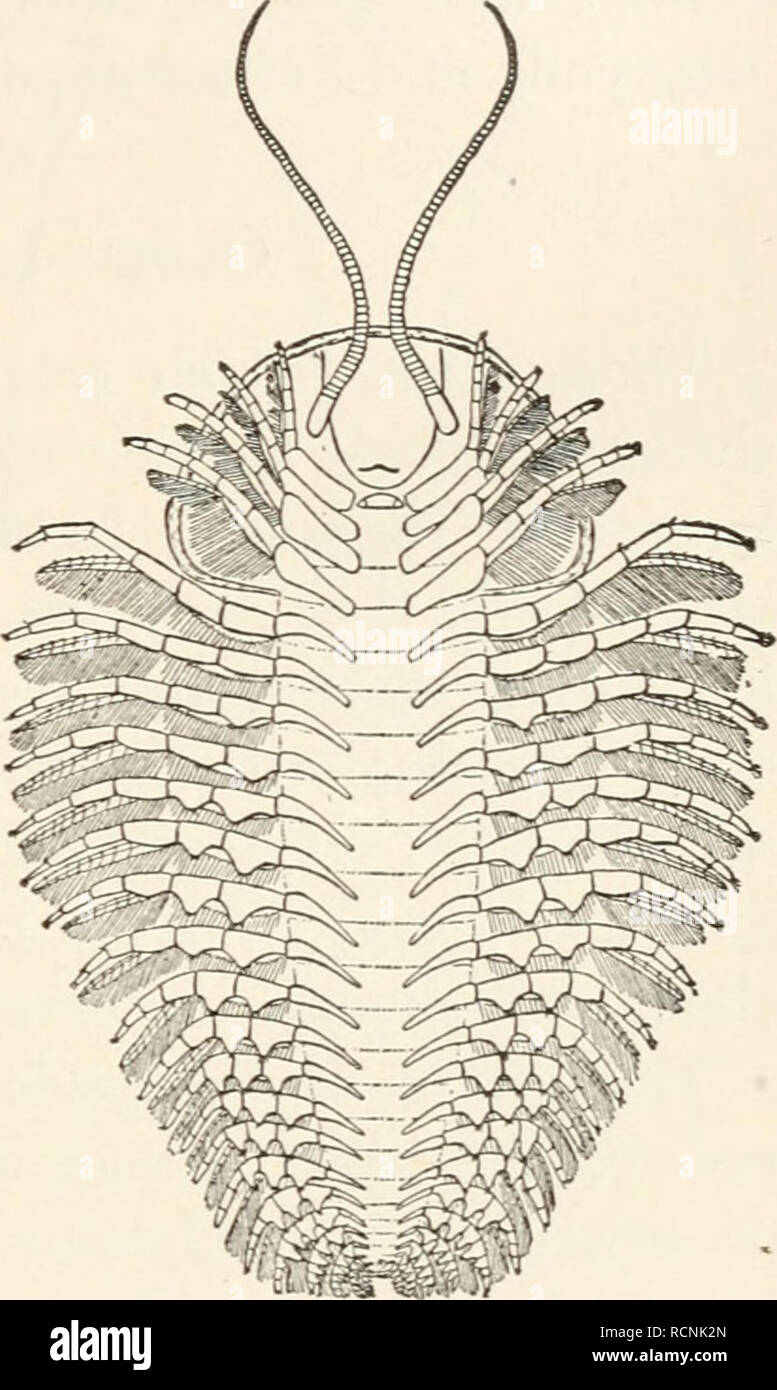 Trilobites eyes hi-res stock photography and images - Alamy