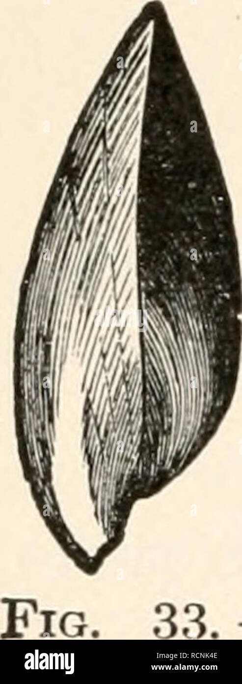 . Elements of comparative zoology. Zoology. 190 SYSTEMATIC ZOOLOGY ...