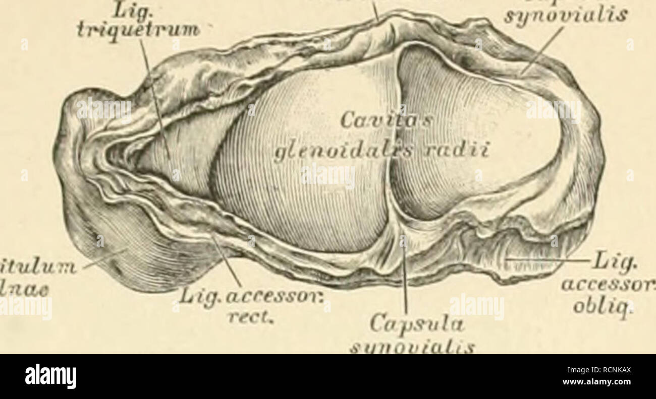 Ulna anatomie hi-res stock photography and images - Alamy