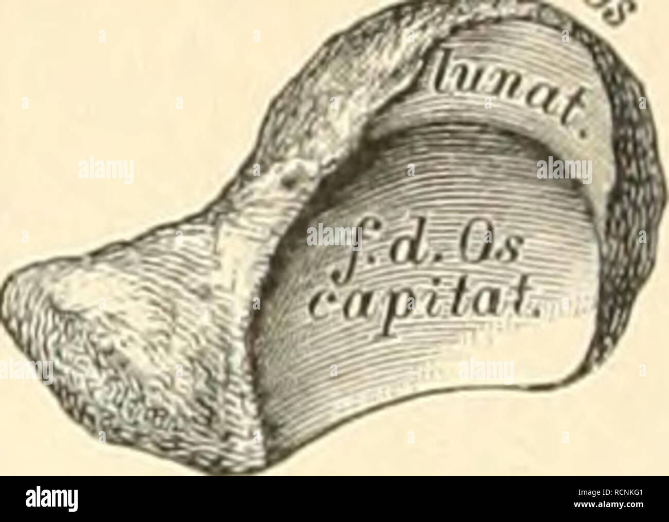 Os scaphoideum hi-res stock photography and images - Alamy