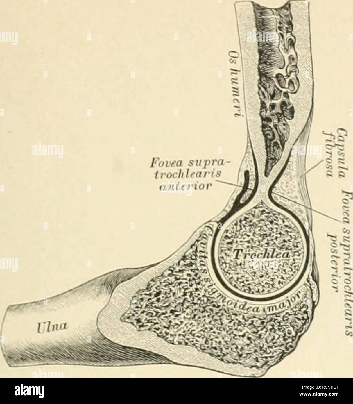 Ulna anatomie hi-res stock photography and images - Alamy