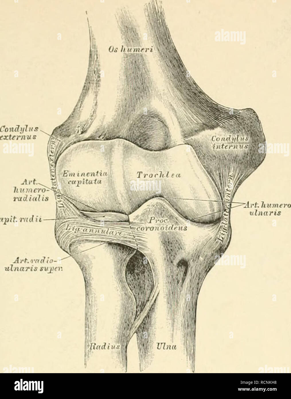 Ulna anatomie hi-res stock photography and images - Alamy