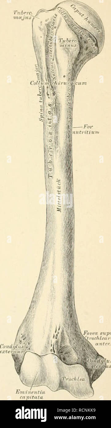 Tuberculum majus hi-res stock photography and images - Alamy