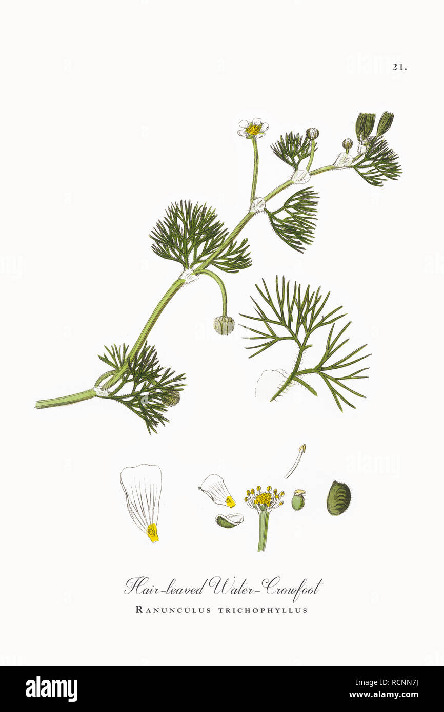 Antique Hand-Colored Victorian Botanical Illustration, Circa 1863 Stock ...