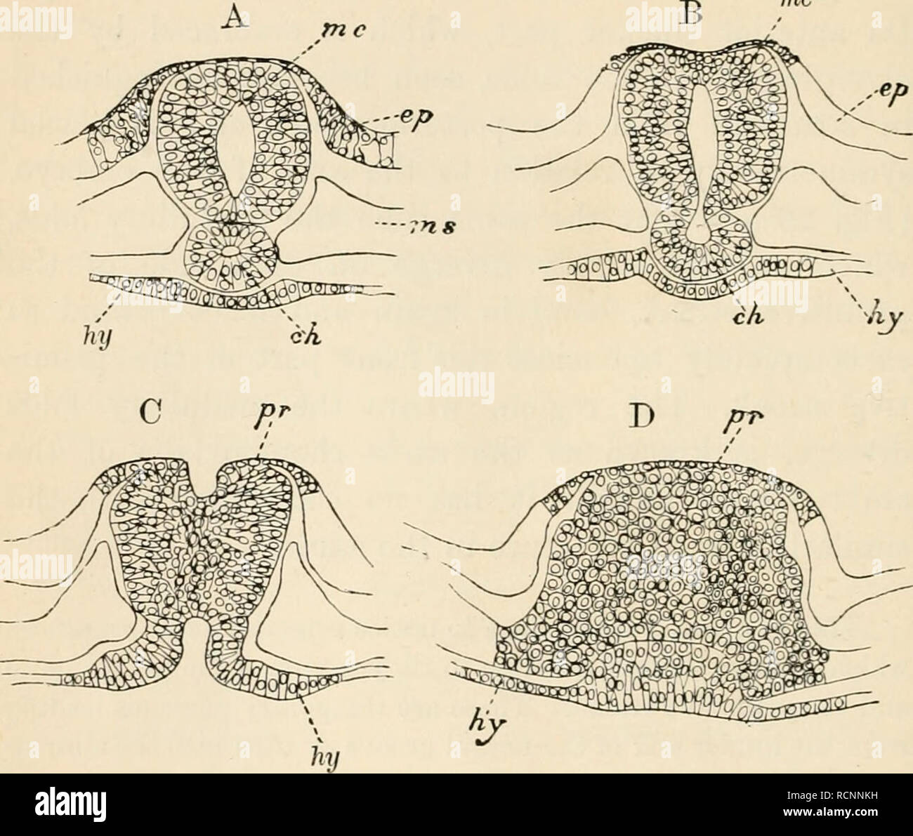 . The elements of Embryology. Embryology. 72 THE FIRST DAY. Fig. 25 ...