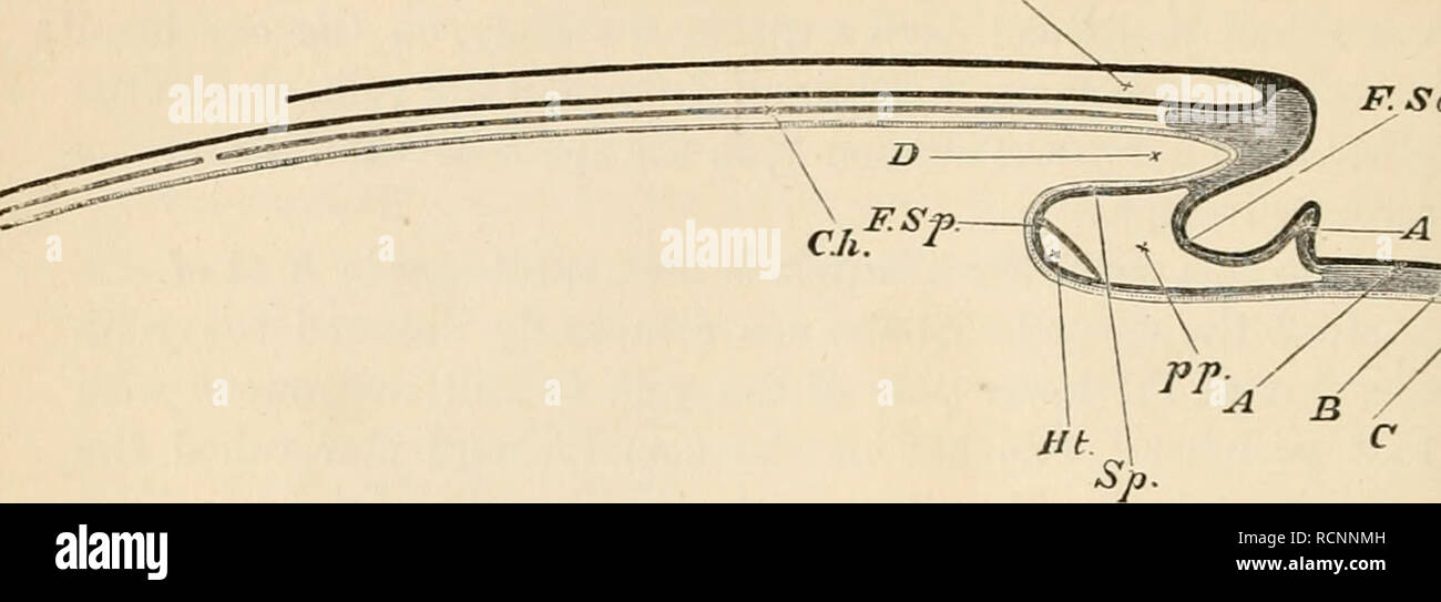 . The elements of Embryology. Embryology. 34 PRELIMINARY ACCOUNT. Fig ...
