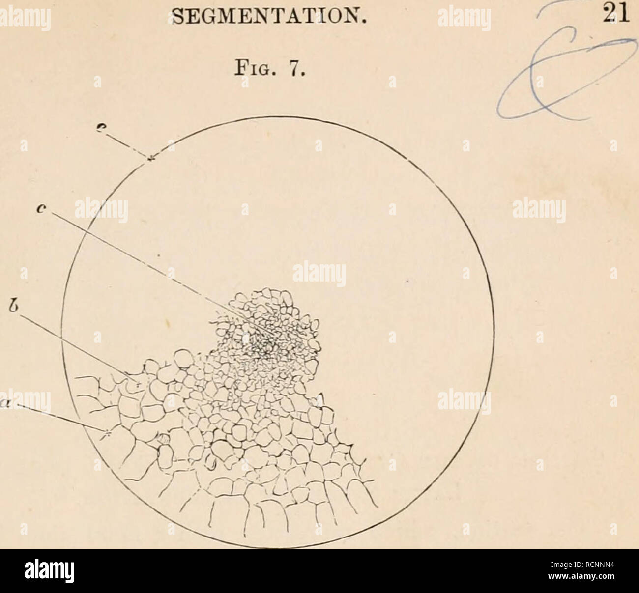 . The elements of Embryology. Embryology. I-J SEGMENTATION. Fig. 7 ...