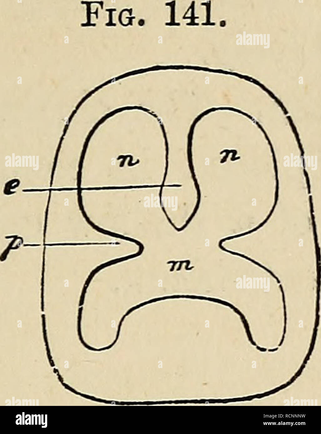 . The elements of embryology. Embryology; Embryology. XII.] THE TEETH ...