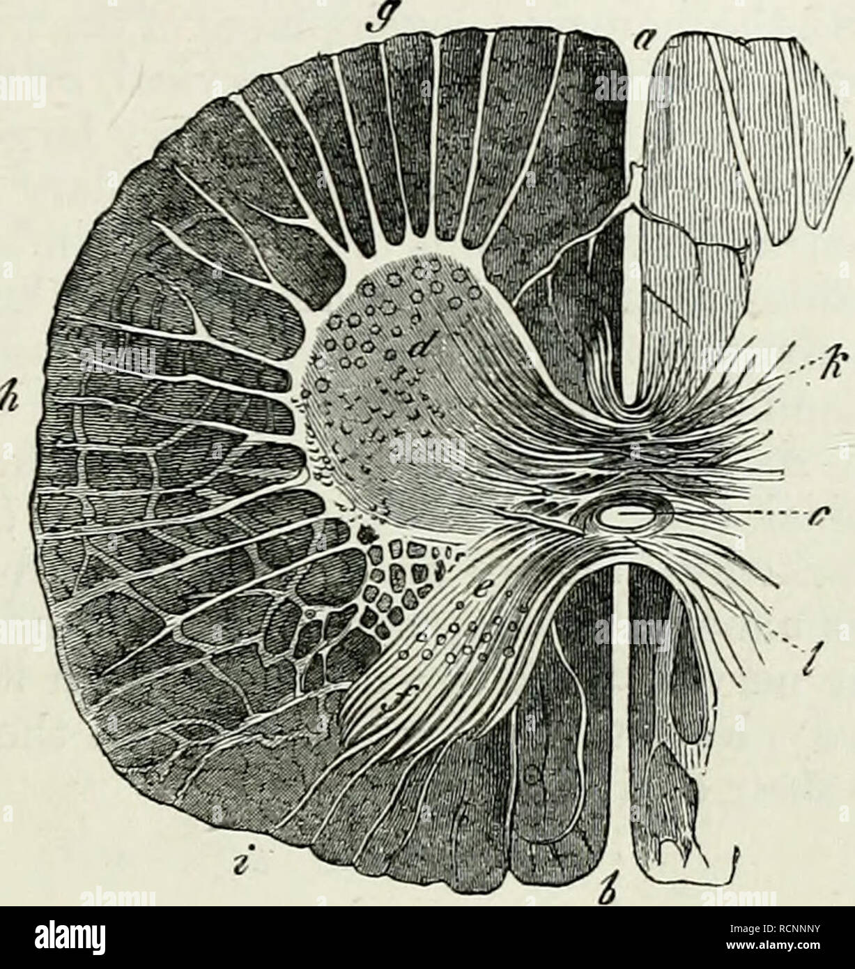 medullary cons