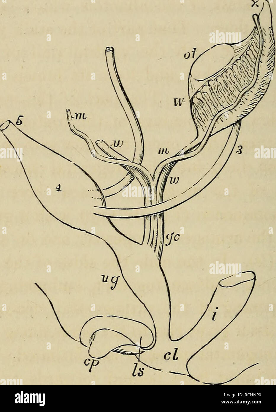 . The elements of embryology. Embryology; Embryology. 416 DEVELOPMENT ...