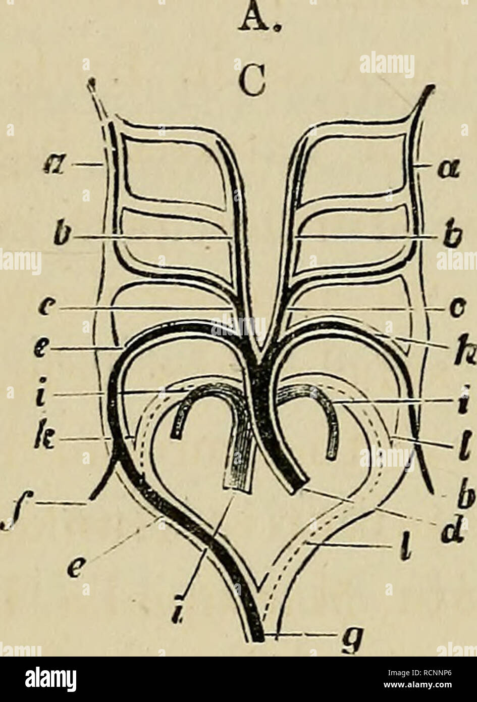 Embryology Of Man And Mammals High Resolution Stock Photography and ...