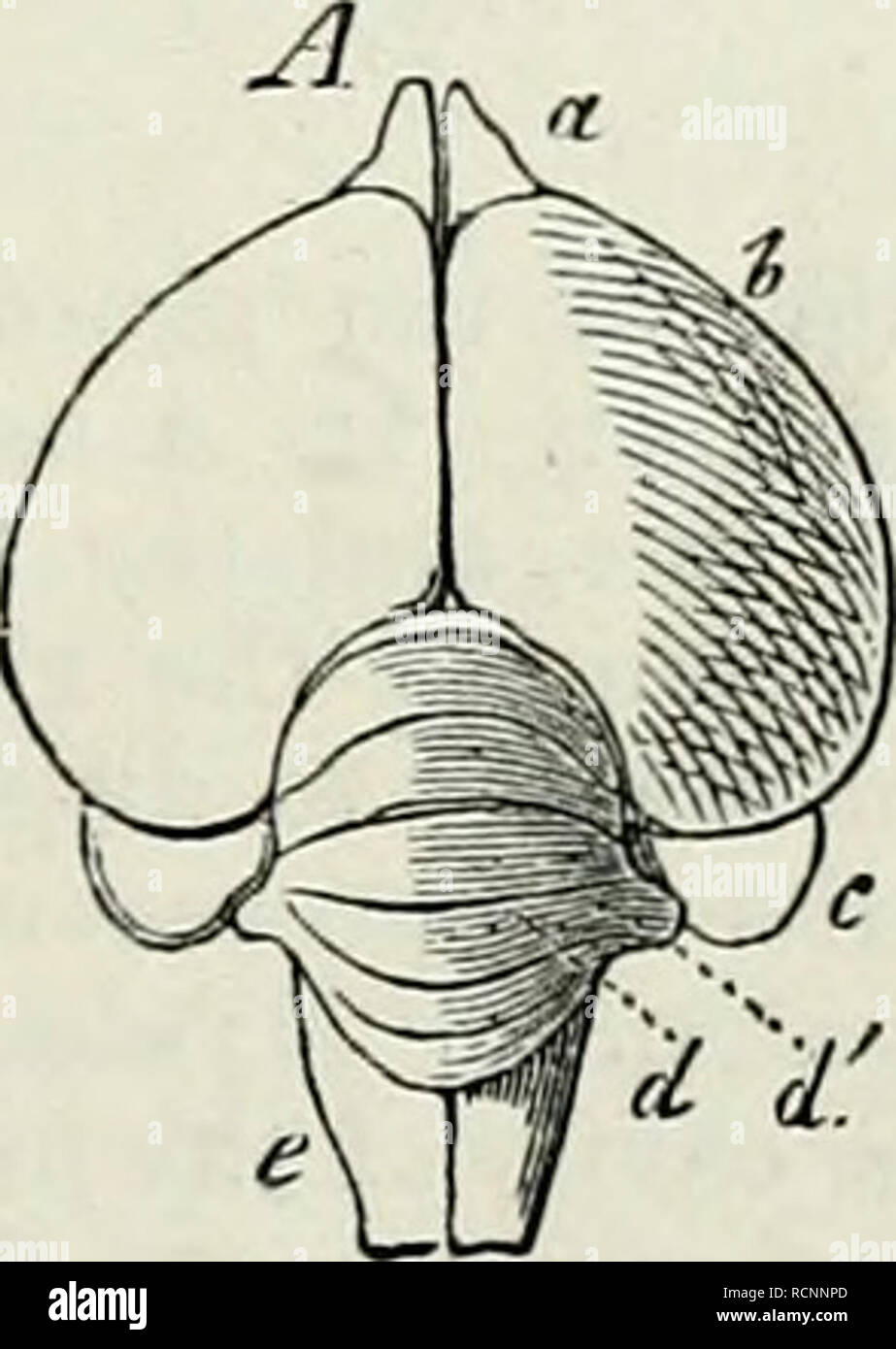 . Elements of Comparative Anatomy. Fig. 284. Brain of a Chelonian ...