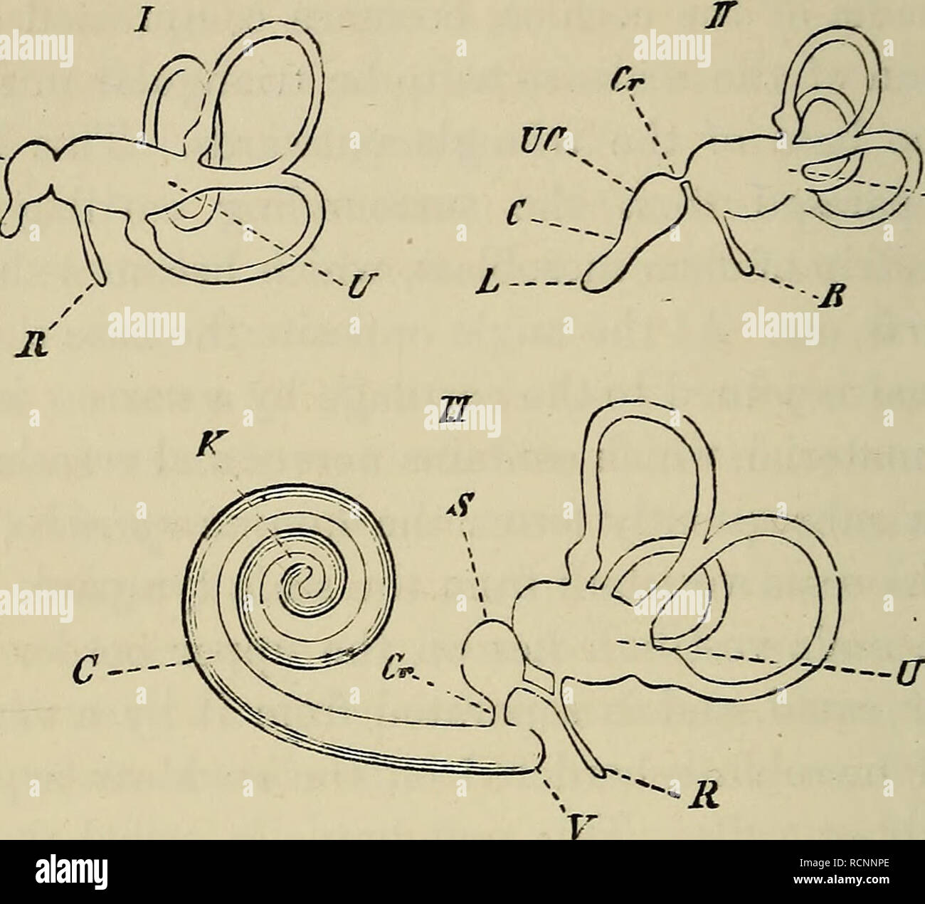 . The elements of embryology. Embryology; Embryology. 398 DEVELOPMENT ...