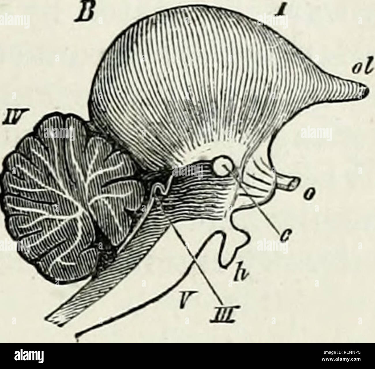 . Elements of Comparative Anatomy. . Fig. 284. Brain of a Chelonian ...
