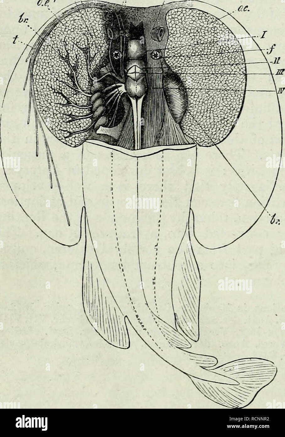 . Elements of Comparative Anatomy. 500 COMPARATIVE ANATOMY. The Fishes ...