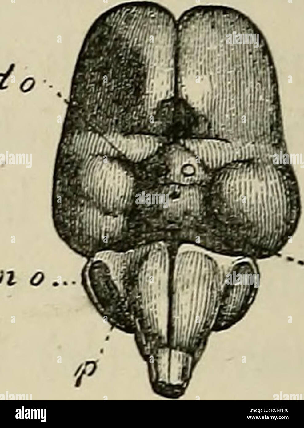 Cornu ammonis hi-res stock photography and images - Alamy