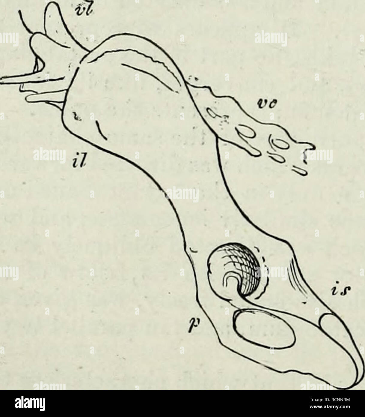 . Elements of Comparative Anatomy. Fig. 271. "View o£ the left side of ...