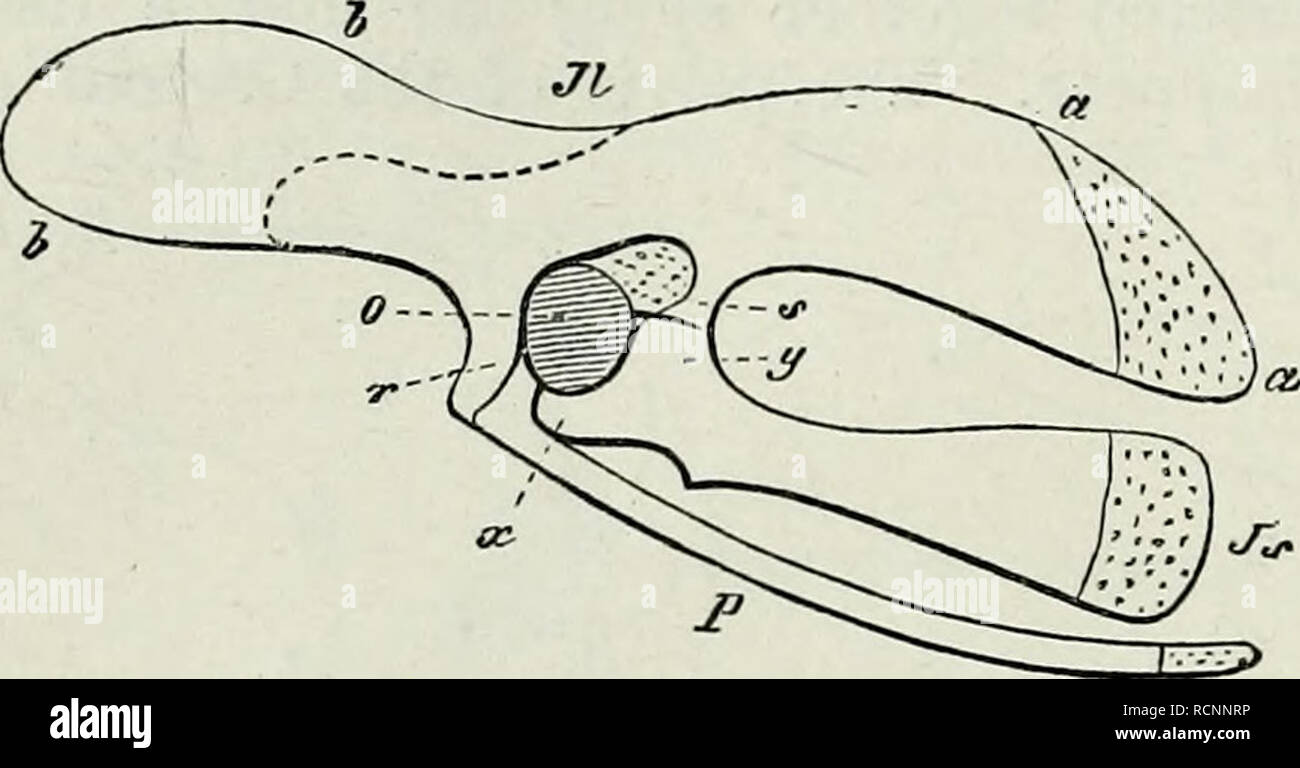 . Elements of Comparative Anatomy. 486 COMPAEATIVE ANATOMY.. Fig. 271 ...