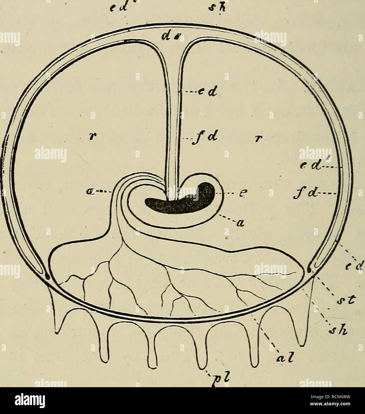 . The elements of embryology. Embryology; Embryology. 354 EMBRYONIC ...