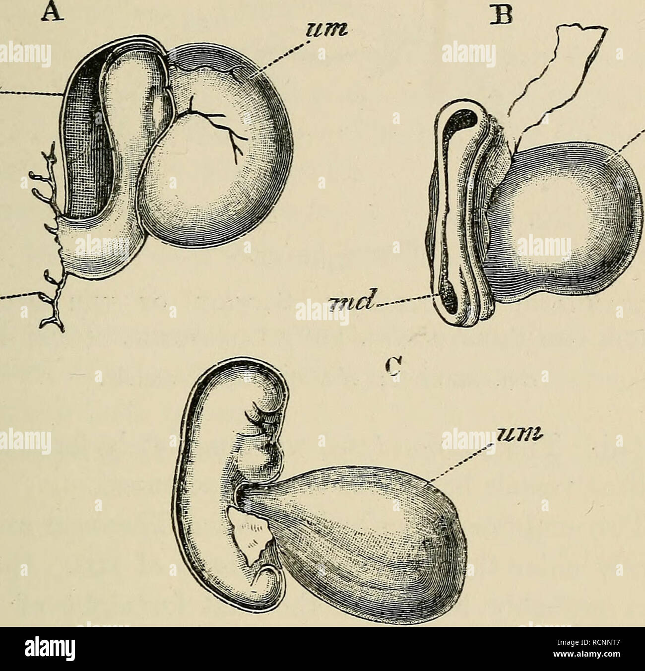 . The elements of embryology. Embryology; Embryology. X.] THE HUMAN ...