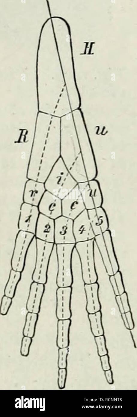 . Elements of Comparative Anatomy. 480 COMPARATIVE ANATO]IY. appendage ...