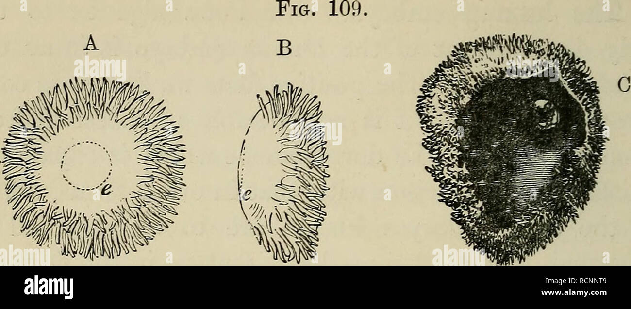 . The elements of embryology. Embryology; Embryology. 336 THE MAMMALIAN ...