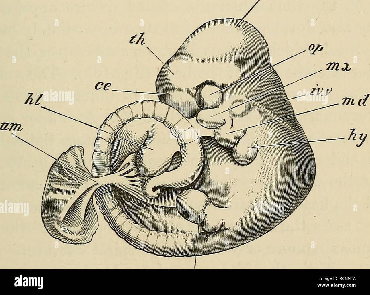 Development of the embryo of the bird hi-res stock photography and ...