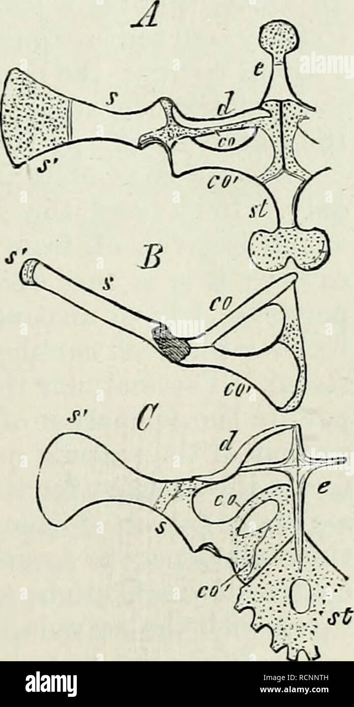 . Elements of Comparative Anatomy. Fig. 261. Eight lialf of the ...