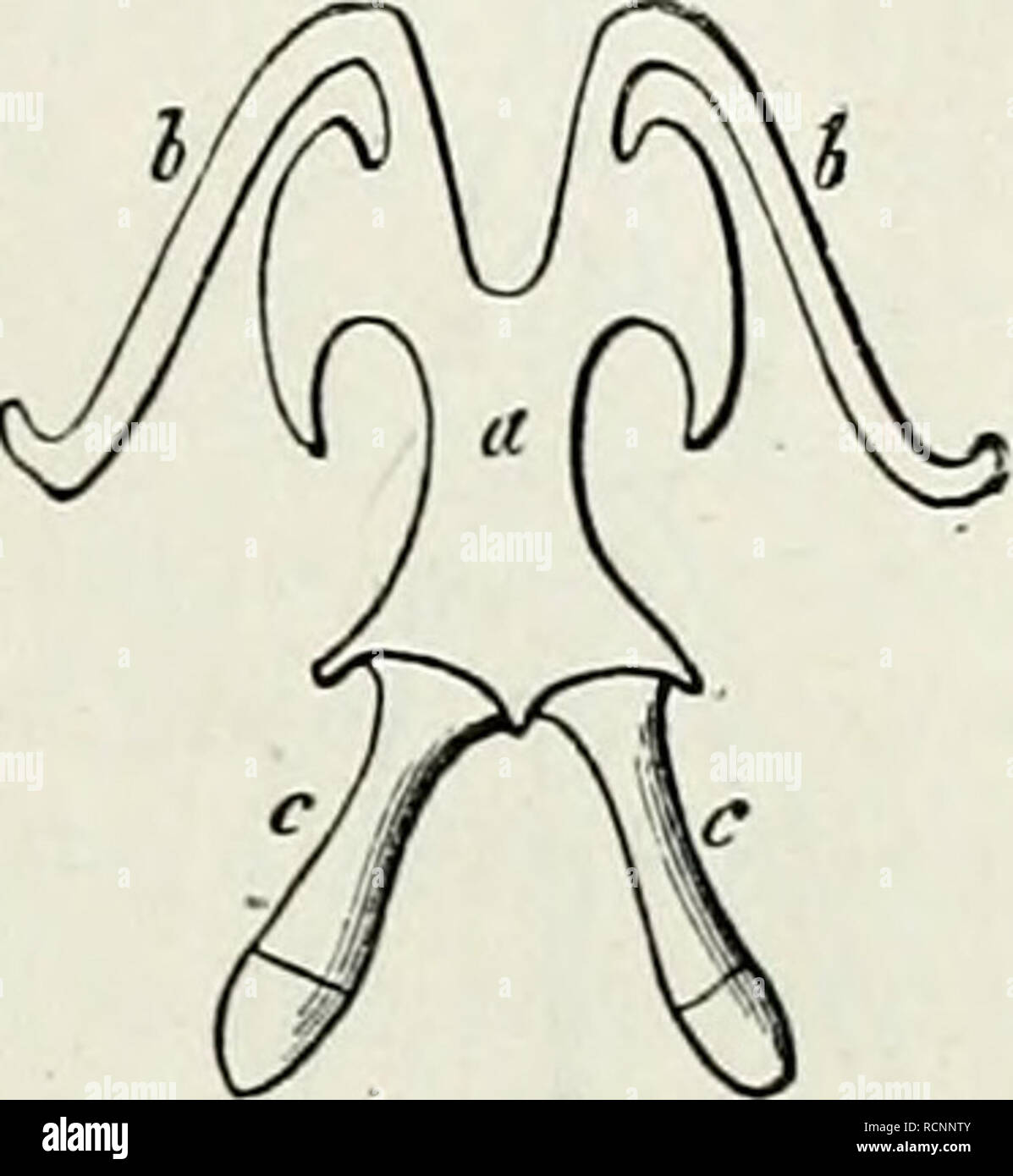 . Elements of Comparative Anatomy. Fig. 257. Hyoid, and brau- cliial ...