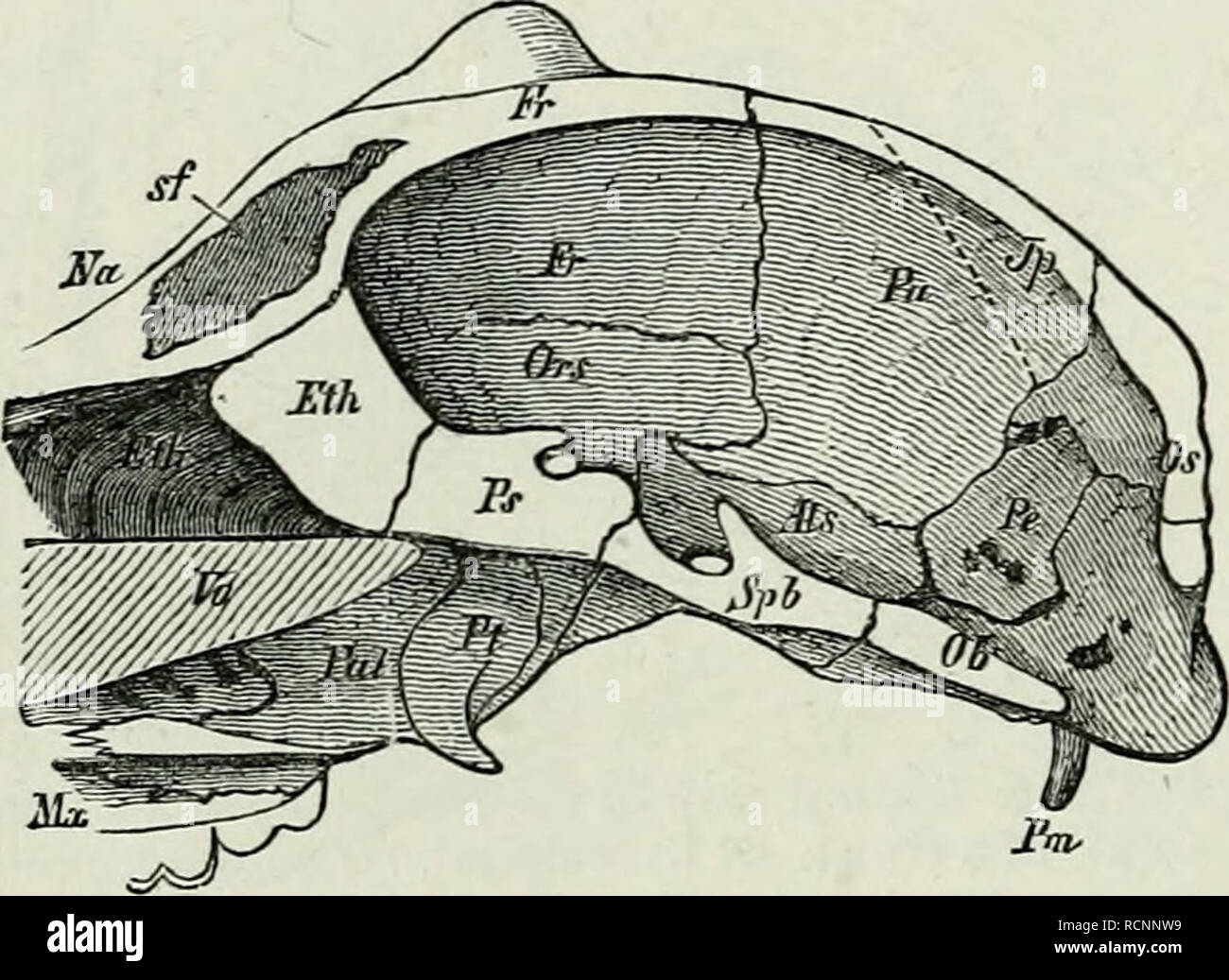 Petrosal bone hi-res stock photography and images - Alamy