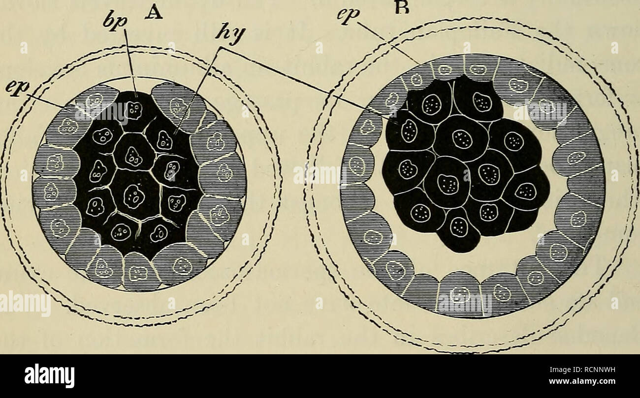 . The elements of embryology. Embryology; Embryology. 312 THE MAMMALIAN ...