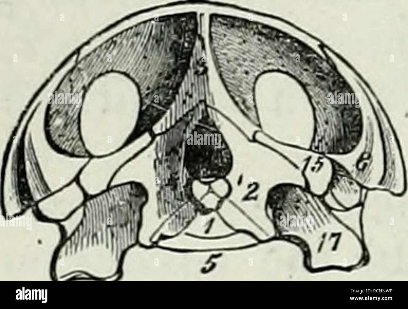 Occipital Condyle Bird