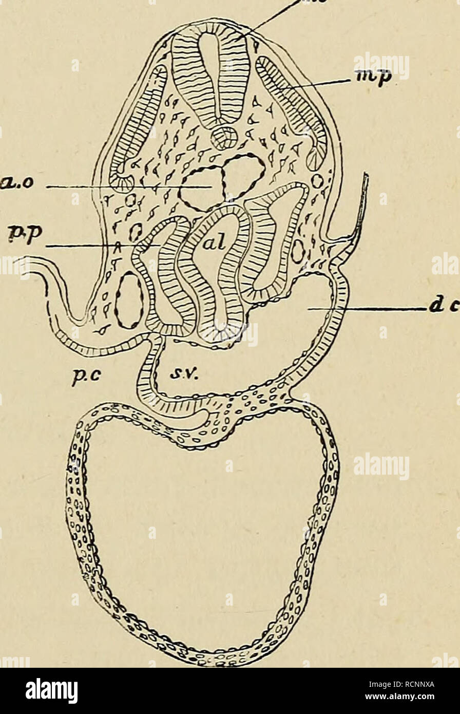 . The elements of embryology. Embryology; Embryology. Transverse ...