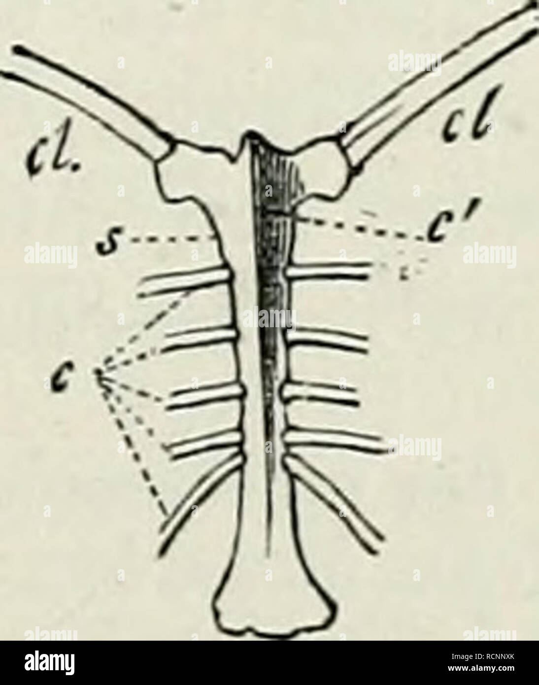 . Elements of Comparative Anatomy. Fig. 234. Sternum Fig. 235. Sternum ...