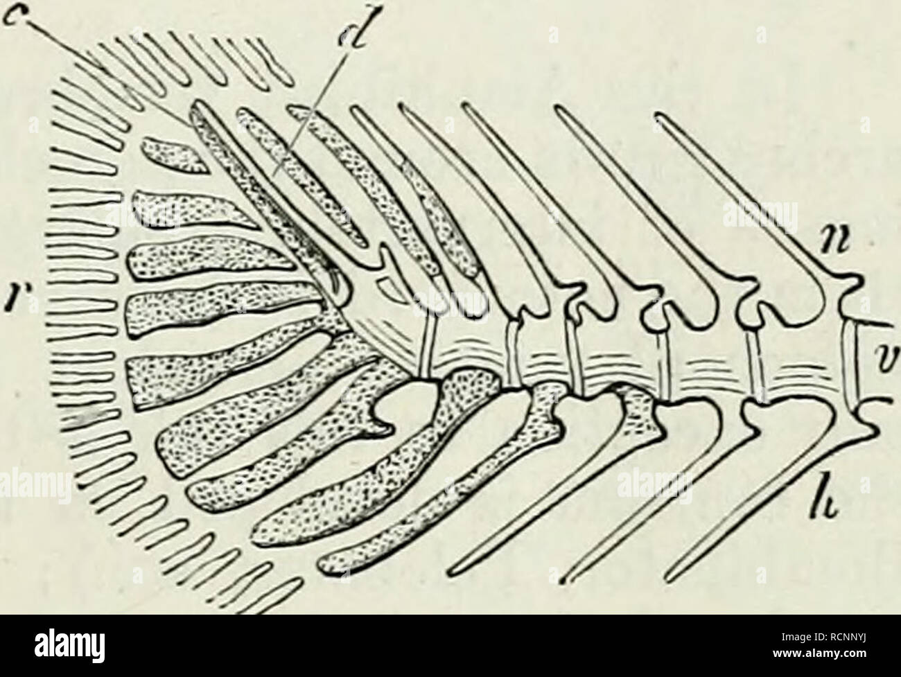 . Elements of Comparative Anatomy. VEETEBE.E OF VERTEBEATA. 431 trunk ...