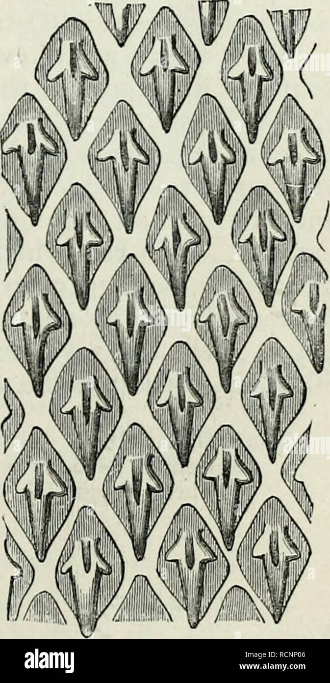 . Elements of Comparative Anatomy. Fig. 218. Vertical section through ...