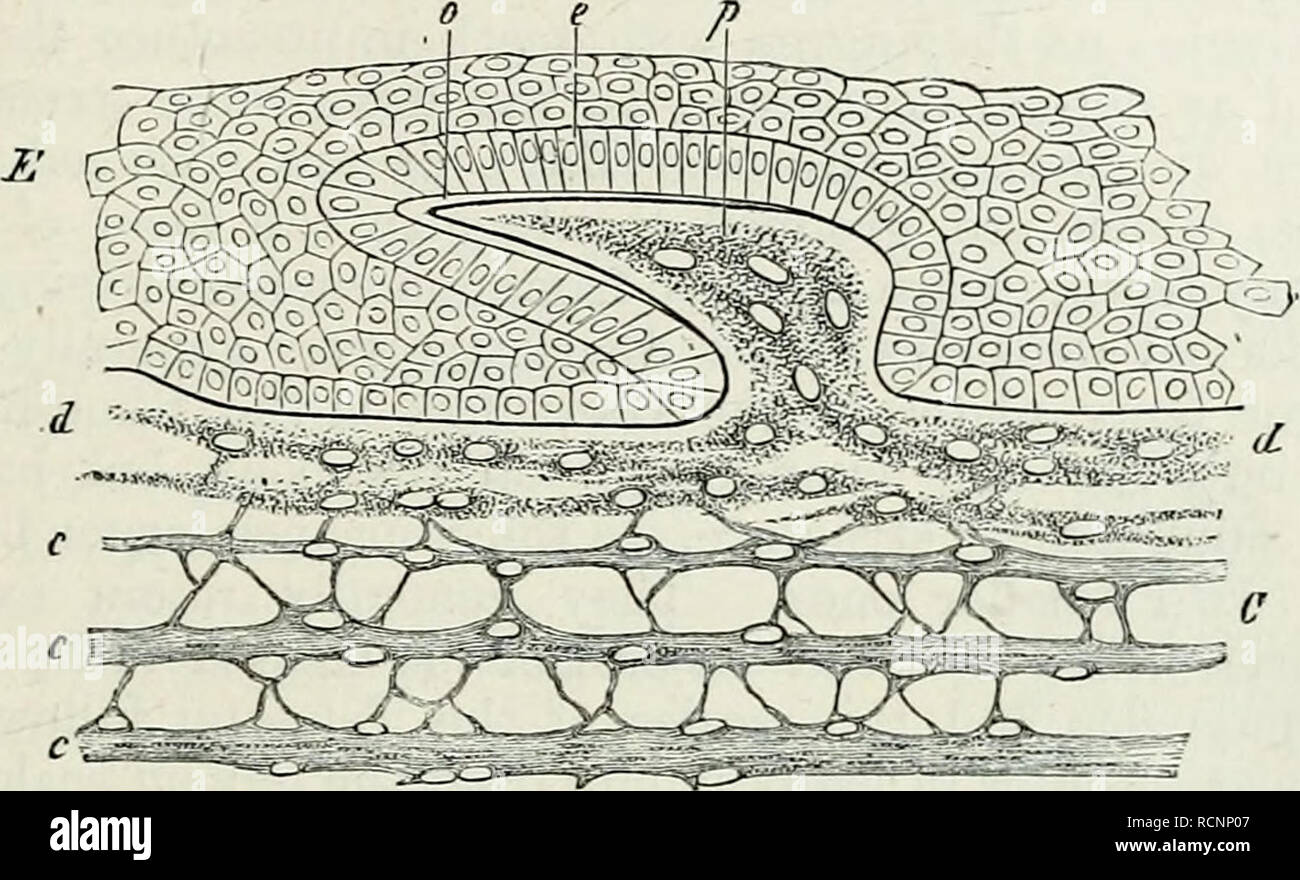 Placoid Scales In Scoliodon (Exoskeleton) IMALUOP